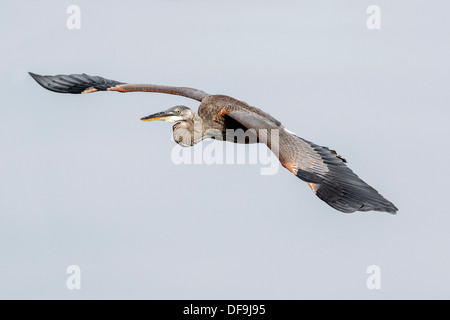 This juvenile, fledgling Great Blue Heron alighted on its nesting ...
