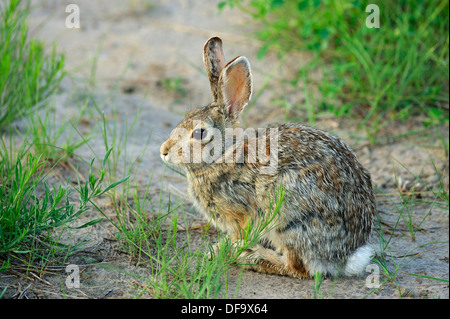 Nuttall´s cottontail Sylvilagus nuttallii Stock Photo - Alamy