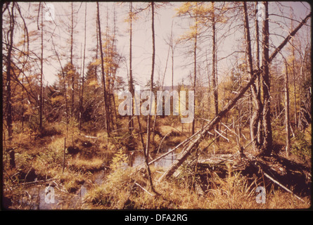 TYPICAL TAMARACK SWAMP AT MOOSE RIVER PLAINS Stock Photo - Alamy