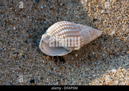 Dog whelk sea shells on a sandy beach surrounded by worn rounded ...