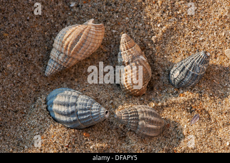 Dog whelk sea shells on a sandy beach surrounded by worn rounded ...