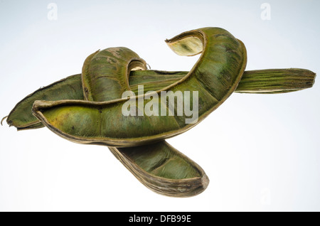 Pacae fruit (Inga brachyptera fruit). Original Peruvian fruit Stock ...