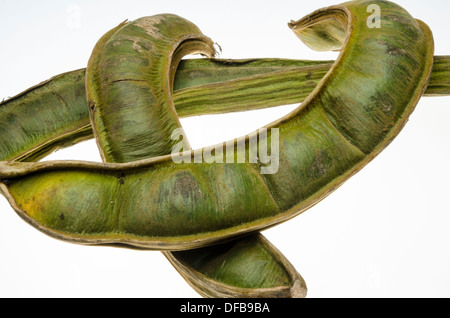 Pacae fruit (Inga brachyptera fruit). Original Peruvian fruit Stock ...