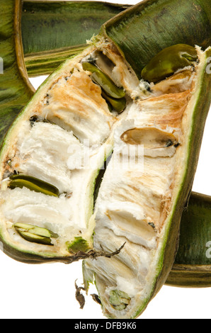 Pacae fruit (Inga brachyptera fruit). Original Peruvian fruit Stock ...