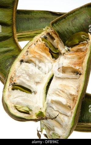 Pacae fruit (Inga brachyptera fruit). Original Peruvian fruit Stock ...