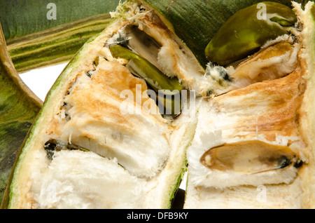Pacae fruit (Inga brachyptera fruit). Original Peruvian fruit Stock ...