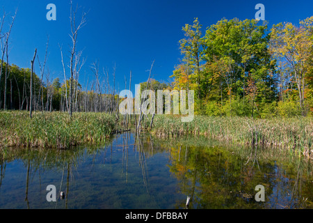 A view of a marsh on Ile Bizard Stock Photo - Alamy