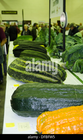 Giant marrows on a show bench Stock Photo - Alamy