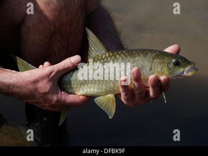 Fly fishing for KwaZulu Natal yellow fish (labeobarbus natalensis) also ...
