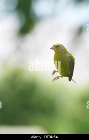 Welsh Garden Birds: Greenfinch in flight with seed in beak Stock Photo ...