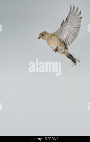 Welsh garden birds Stock Photo - Alamy