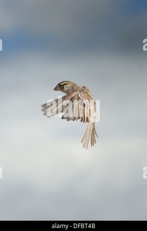 Welsh Garden birds : flying blue to about to land Stock Photo - Alamy