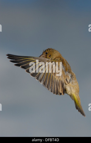 Welsh Garden Birds: Flying blue tit Stock Photo - Alamy