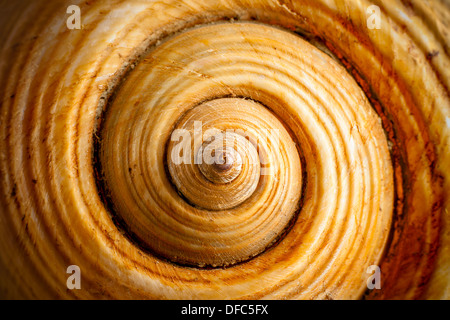 Background of spiral seashell close-up macro isolated on black. Mollusk ...