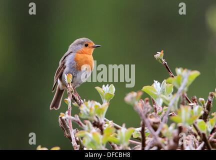 Robin, Stockholm Sweden Stock Photo - Alamy