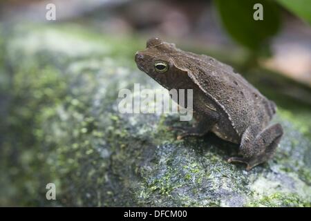 Tropical toad Photographed in Panama Stock Photo - Alamy