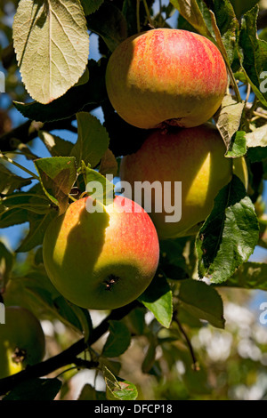 Close up of Charles Ross apples apple ripe fruit fruits growing on a ...