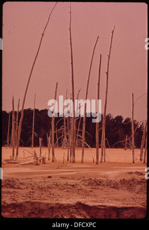 DEAD TREES NEAR THE HOLDING PONDS OF OLIN-MATHIESON PLANT Stock Photo ...