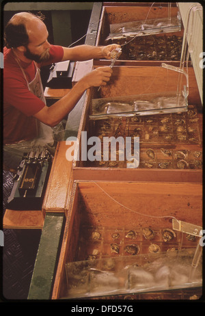 This image from the EPA Gulf Breeze Laboratory shows shrimp being used ...