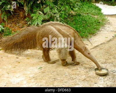 a Giant Anteater (Ant Bear) feeding on ants in the Peruvian Amazon ...