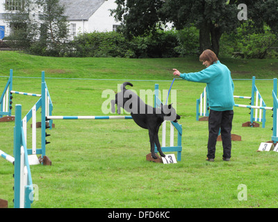 Black Labrador Undertaking a Dog Agility Course, UK Stock Photo - Alamy