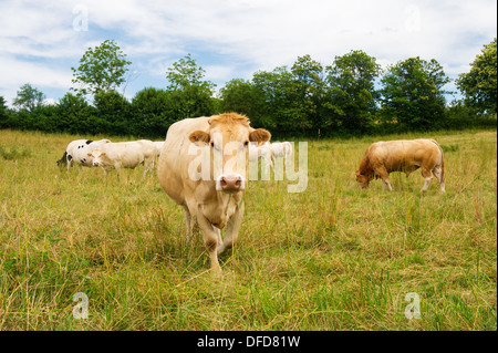 The French Charolais cows in green fields Stock Photo - Alamy