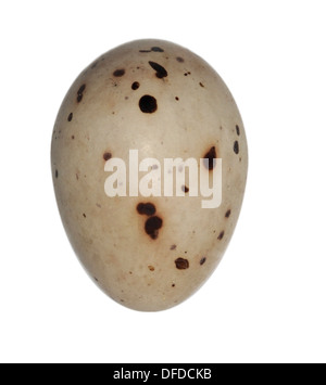 Closeup of a Common Chaffinch, Fringilla coelebs, bird foraging in snow ...