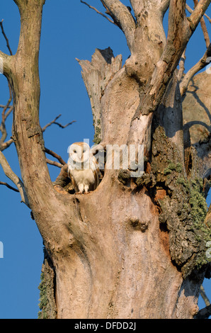 Barn owl sit on trunk in autumn forest Stock Photo - Alamy