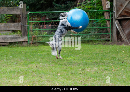 Border collie chasing (herding) large ball Stock Photo - Alamy