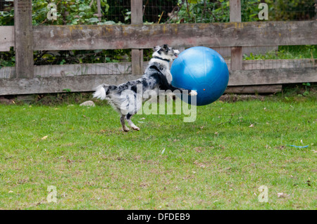 Border collie chasing (herding) large ball Stock Photo - Alamy