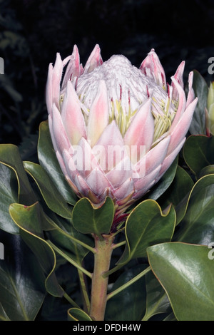 King Protea (Protea cynaroides), native to South Africa, Cape Province ...