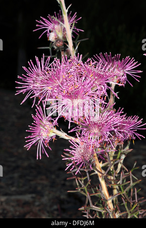 Australian Rose Cone Flower "Pink Sparkler" - Isopogon formosus ...