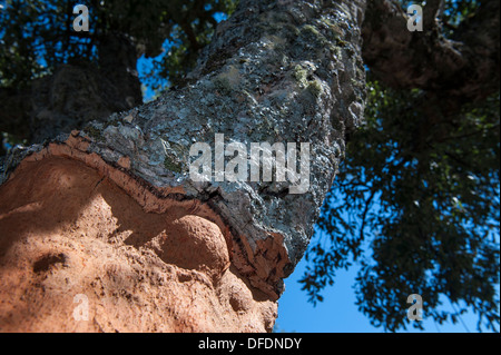 Spanish oak trees having had their cork removed Stock Photo - Alamy