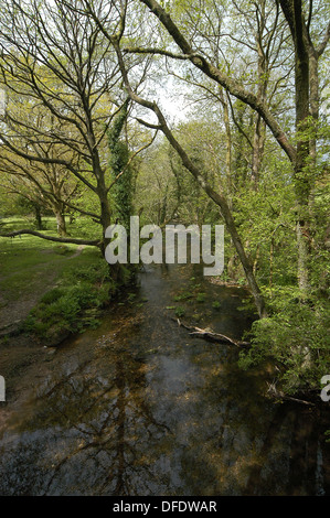 Higher Meavy Bridge, Meavy, Dartmoor, Devon Stock Photo - Alamy