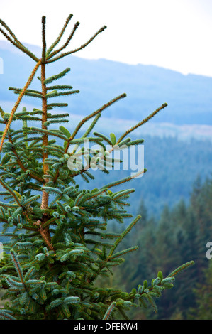 Norway spruce (Picea abies), growing in the mountains in tirol ...