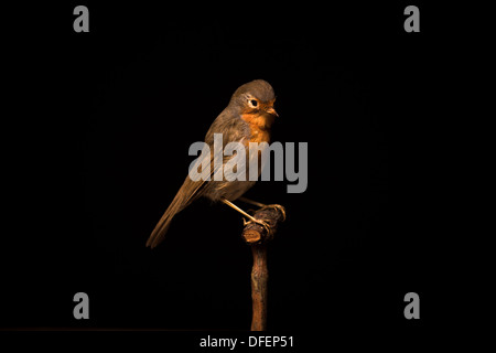 Taxidermy robin on black background Stock Photo - Alamy
