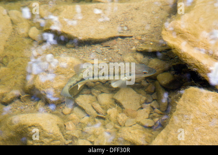 Bass, spotted - in Kentucky stream Stock Photo - Alamy