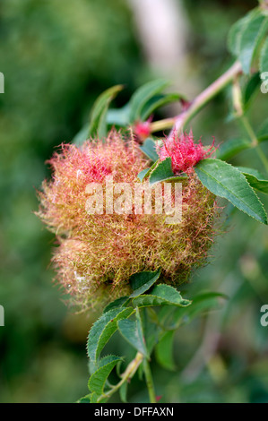 Diplolepsis rosae, Rose bedeguar gall aka Bedeguar gall wasp, Robin's ...
