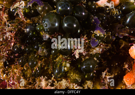 Valonia ventricosa, also known as "bubble algae" and "sailors' eyeballs ...