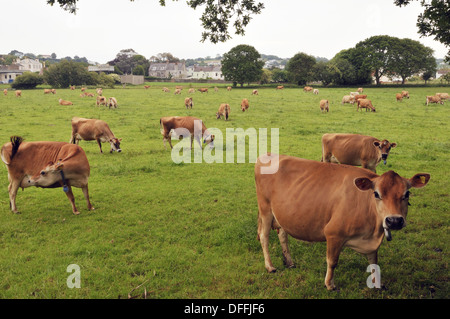 A Jersey cow, a breed of dairy cattle originally bred in the Channel ...