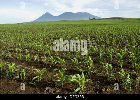 El Salvador. Agricultural landscape. Corn field. Volcano Izalco,Cerro ...