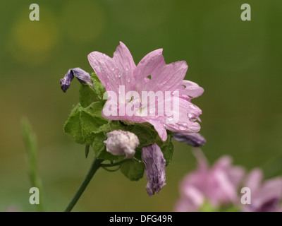 Musk-mallow / Malva moschata / Moschus-Malve Stock Photo - Alamy