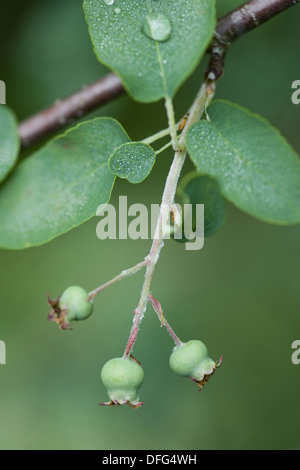 Snowy mespilus (Amelanchier ovalis) is a deciduous shrub native to ...
