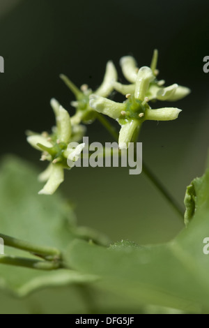 White european spindle (Euonymus europaeus), Rhineland-Palatinate ...