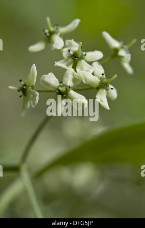 White european spindle (Euonymus europaeus), Rhineland-Palatinate ...