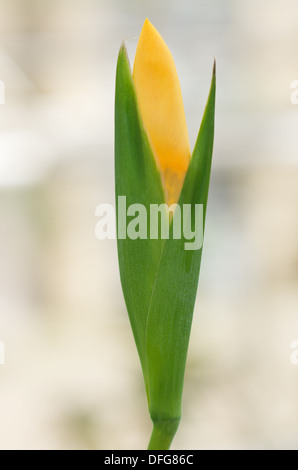 Tigridia. peacock flower. tiger flowers or shell flowers Stock Photo ...