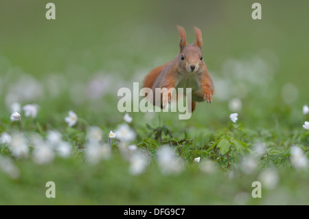Leaping red squirrel, jumping frontal towards the viewer Stock Photo ...