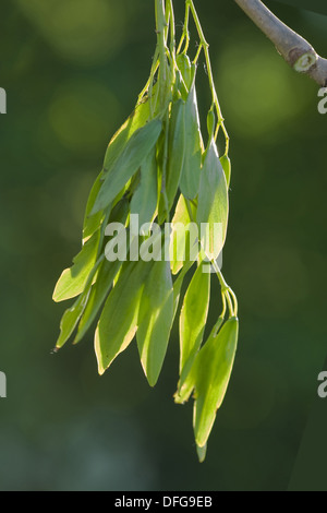 European ash (Fraxinus excelsior Stock Photo - Alamy