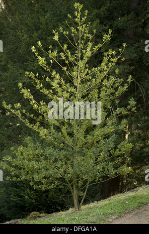 Common holly tree (Ilex aquifolium) in pyramidal shape with red colored ...