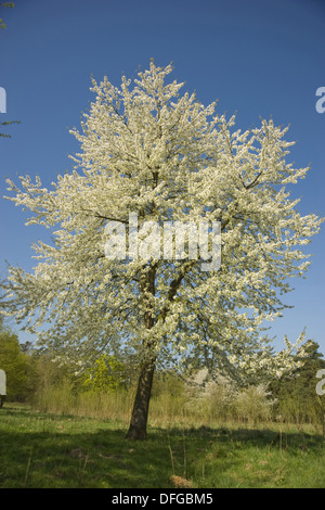 Prunus avium Flowering cherry. Cherry flowers on a tree branch Stock ...
